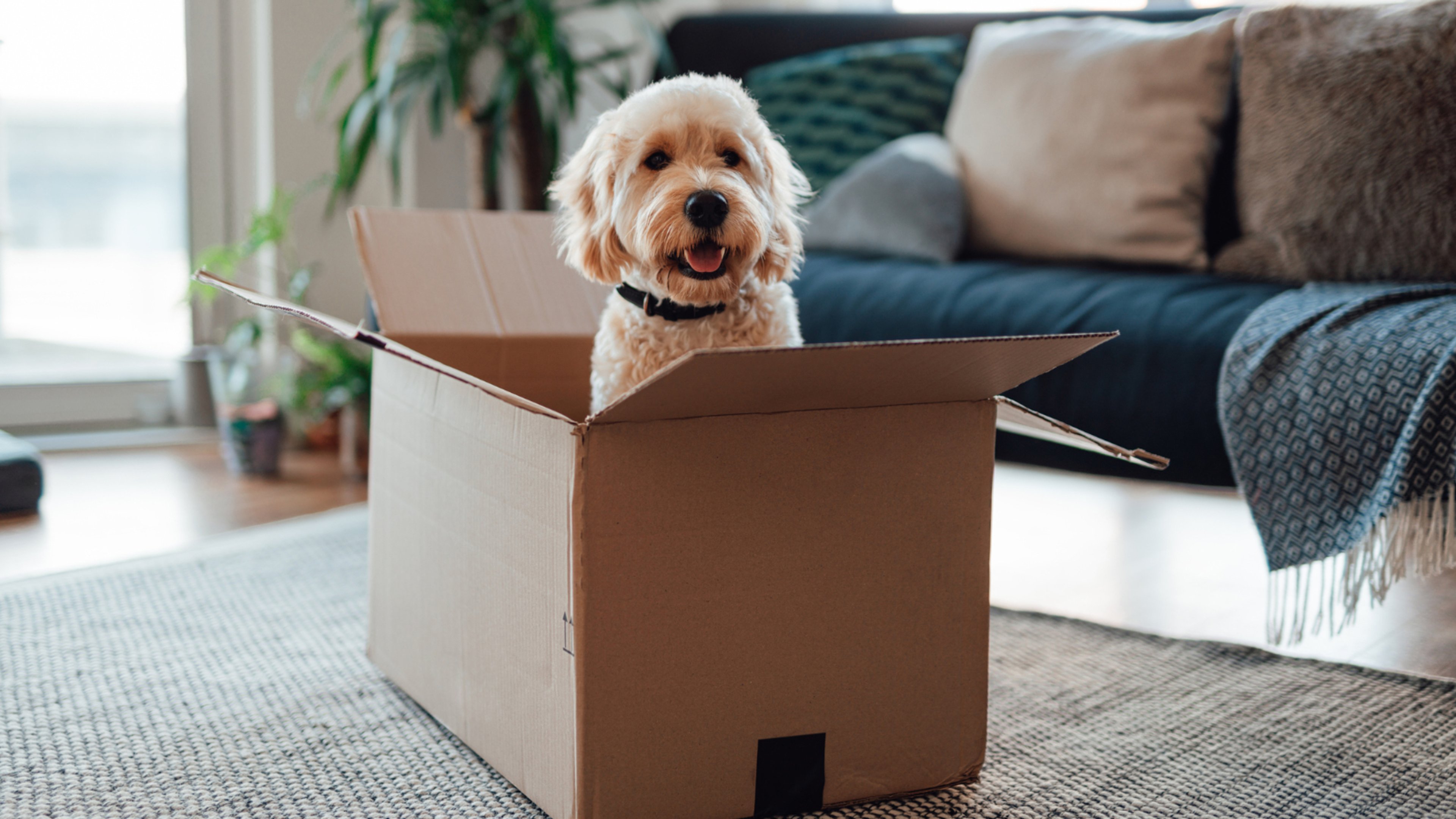 NZ tenancy agreements explained | Trade Me Property